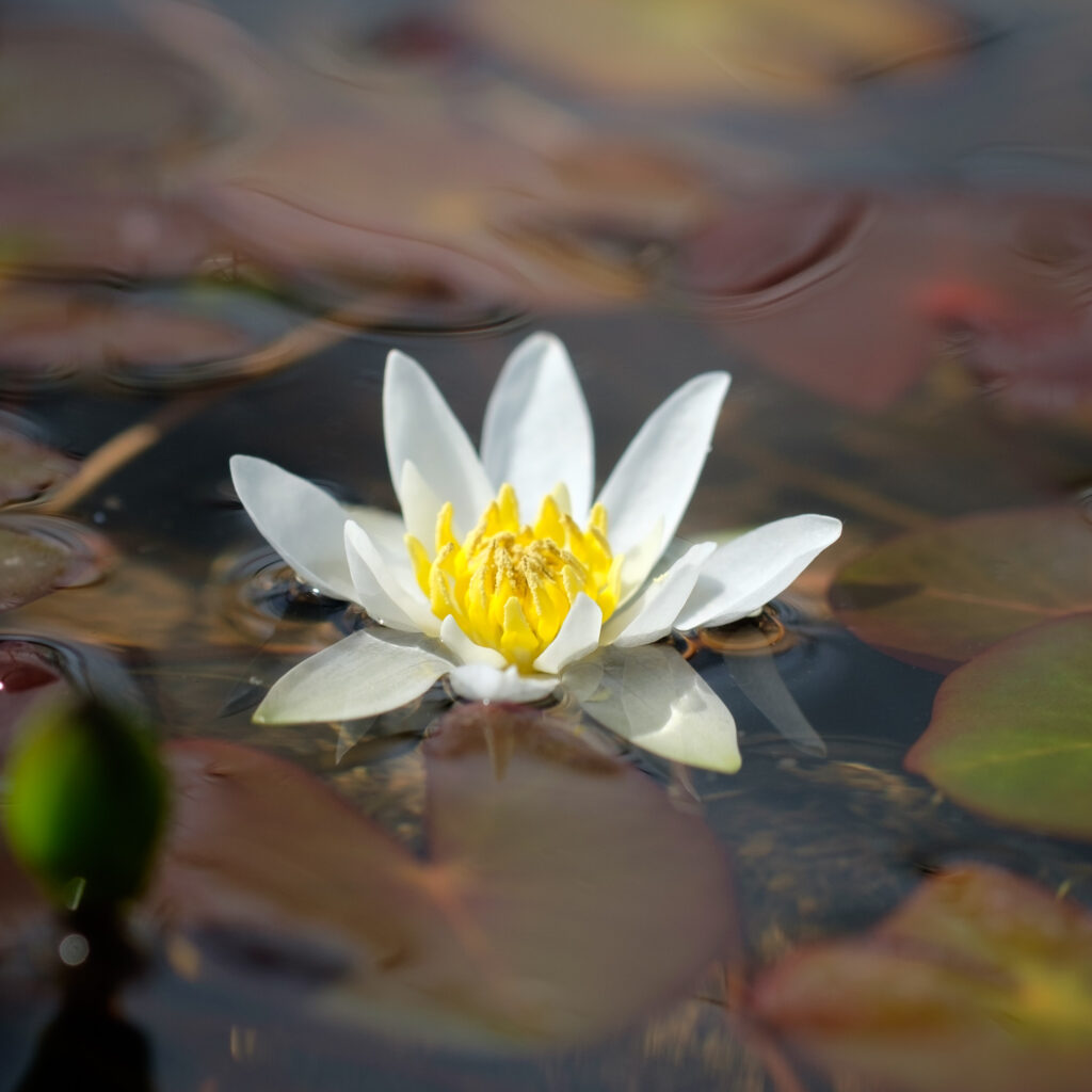 Nymphaea Pygmaea Alba - Vijverplanten online