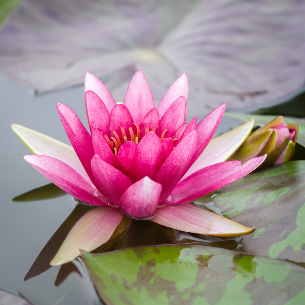 Nymphaea Pygmaea Rubra - Vijverplanten online