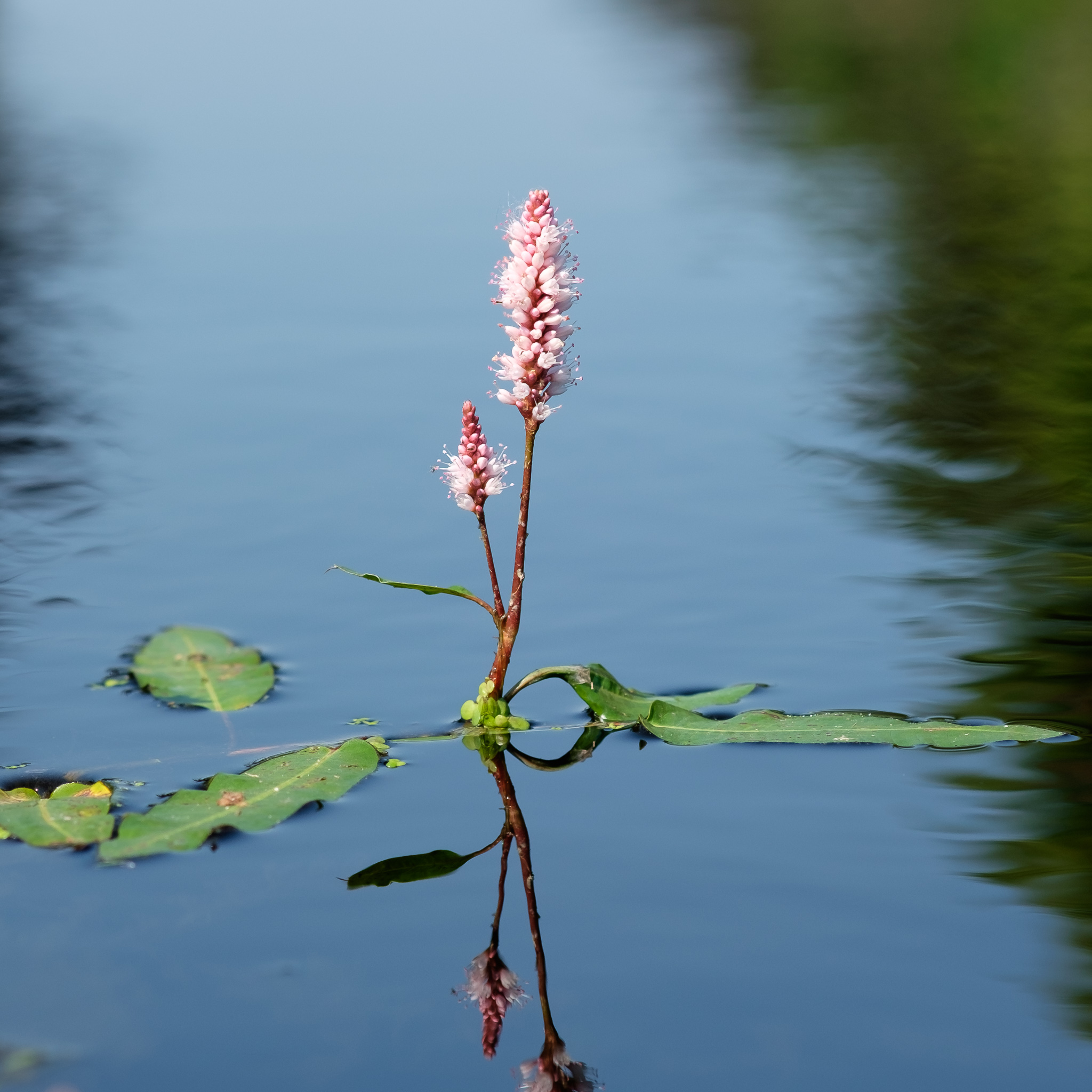 Persicaria amphibia - Vijverplanten online