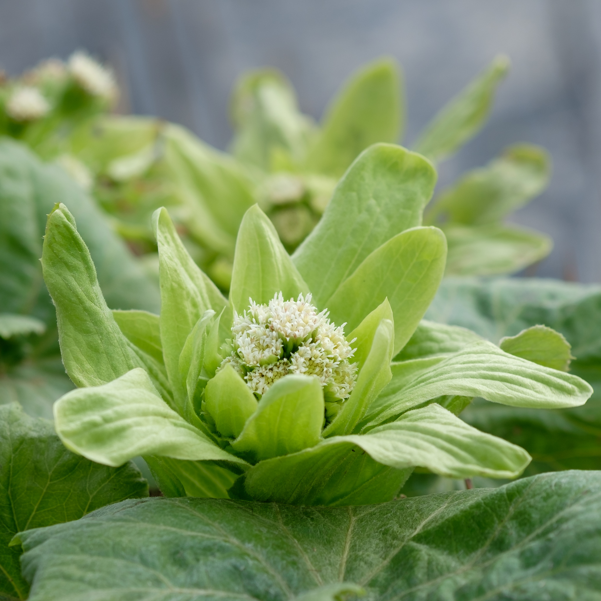 Petasites japonicus Giganteus - Vijverplanten online