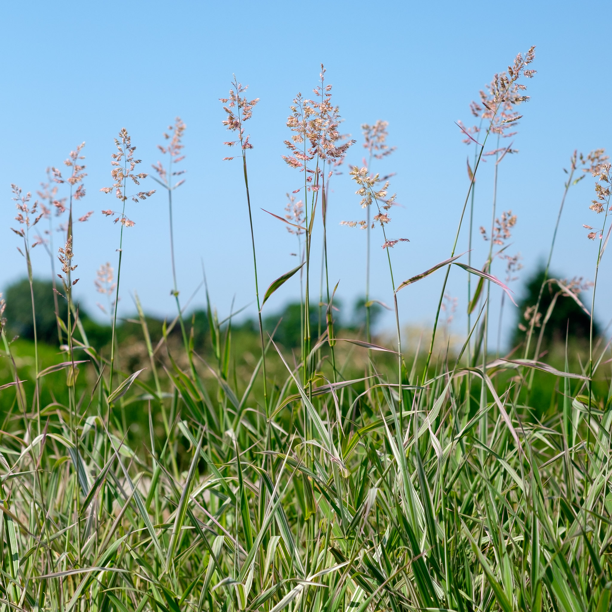 Phalaris arundinacea Picta - Vijverplanten online