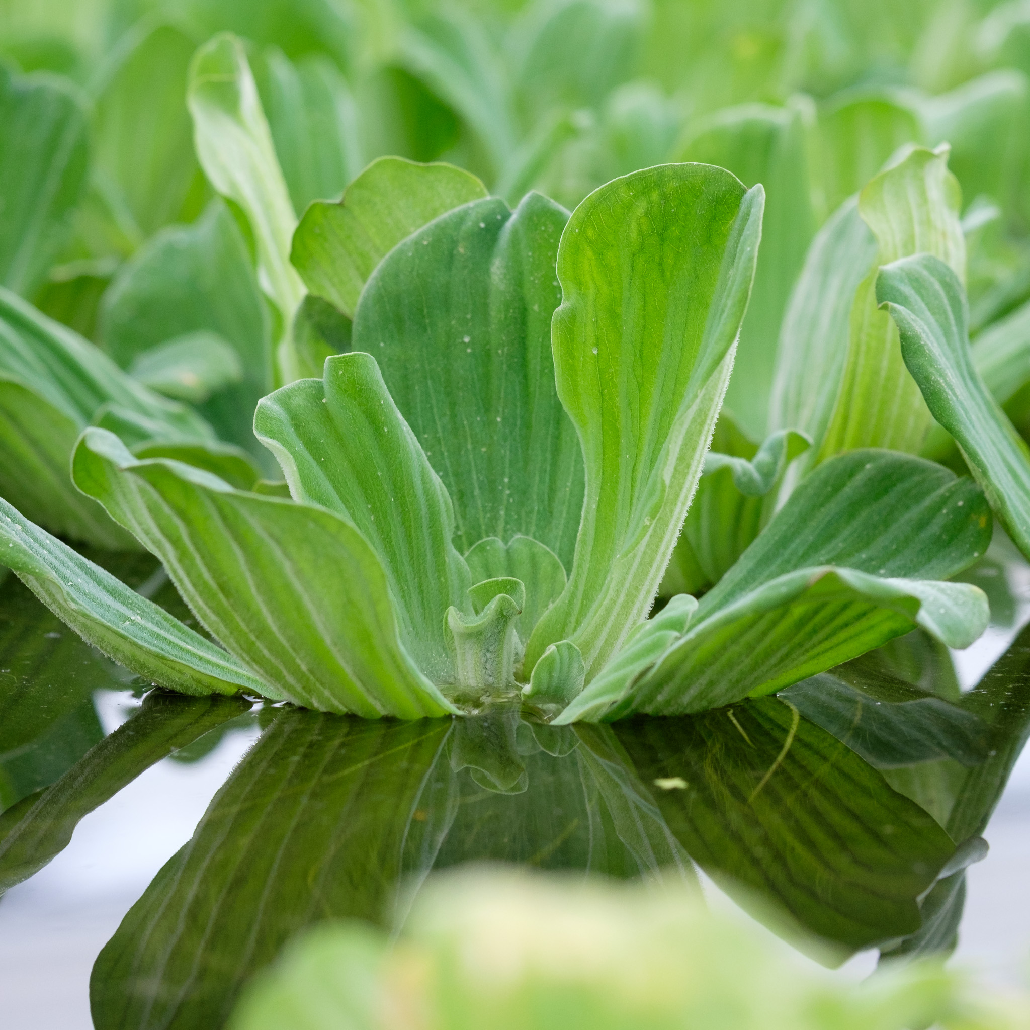 Pistia Stratiotes Pista Stratiotes Water Lettuce Floating Aquatic