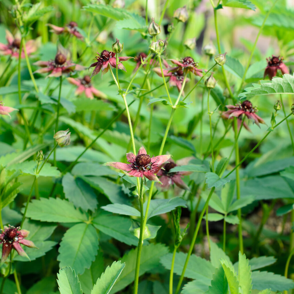 Comarum palustre (Potentilla) - Vijverplanten online