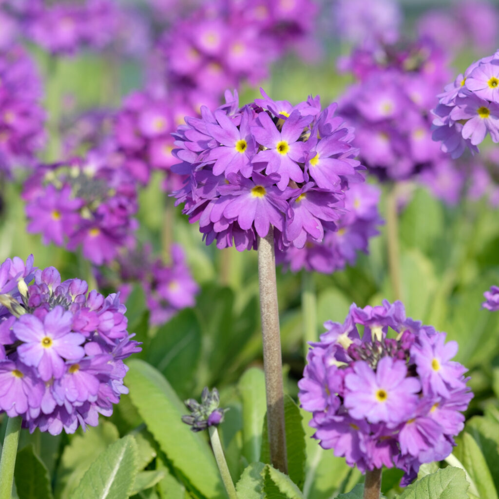 Primula denticulata Lilac - Vijverplanten online