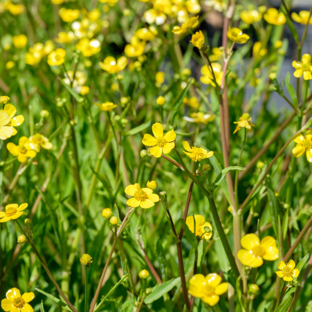 Ranunculus flammula - Vijverplanten online