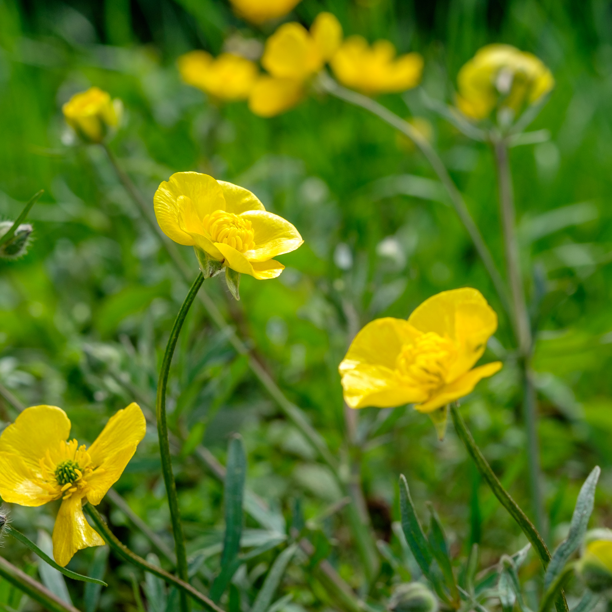 Ranunculus repens - Vijverplanten online