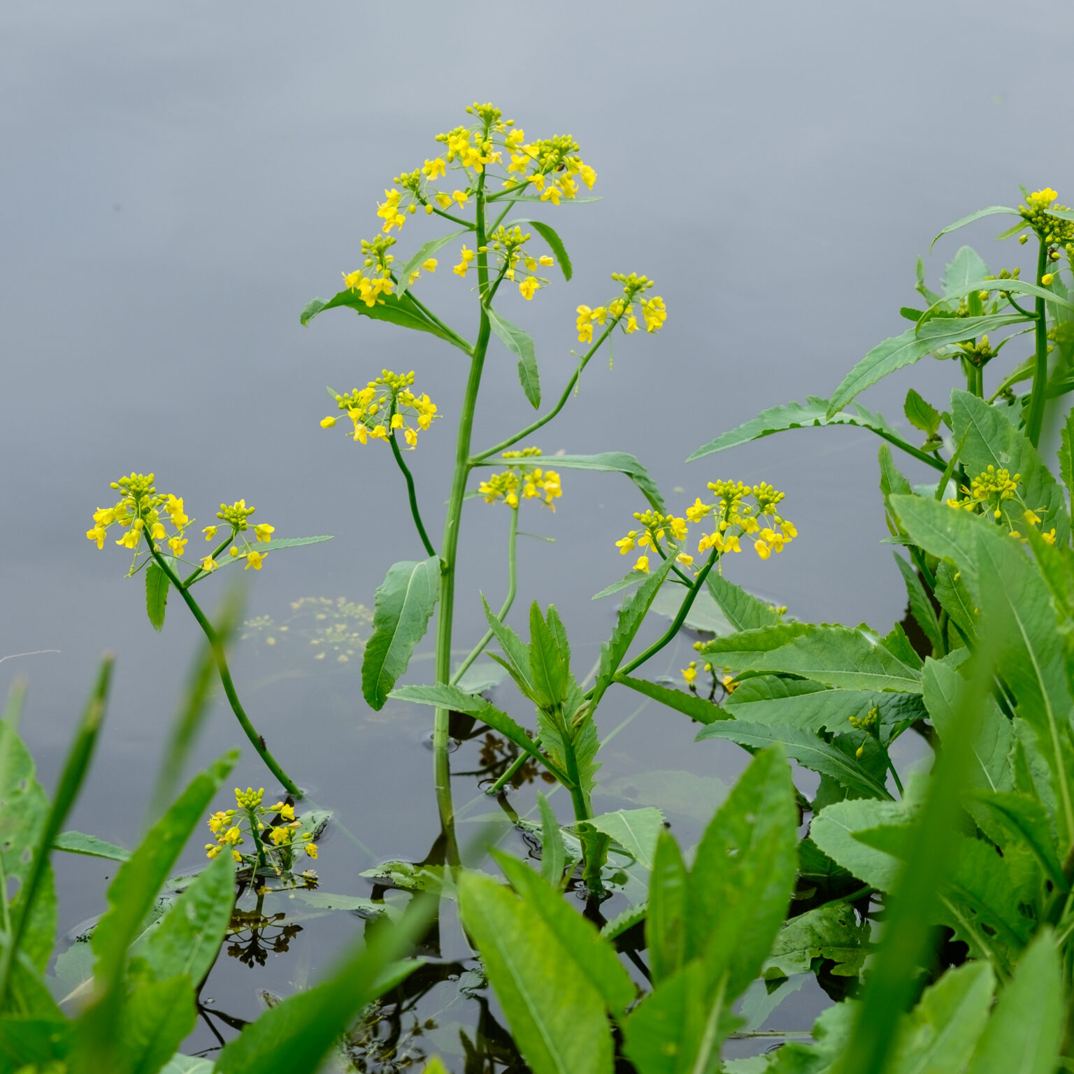 Rorippa amphibia - Vijverplanten online
