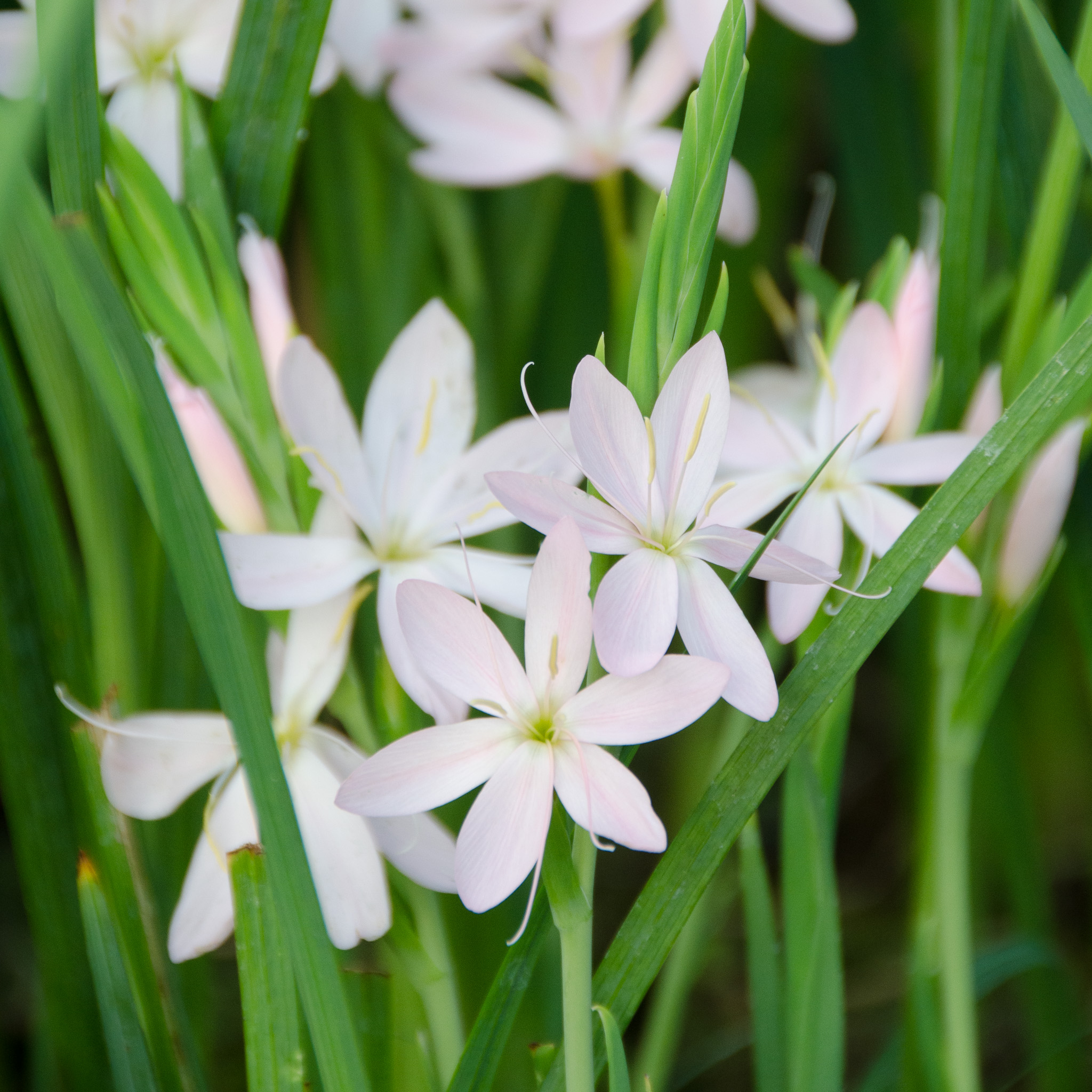Hesperantha coccinea Alba (Schizostylus) - Vijverplanten online