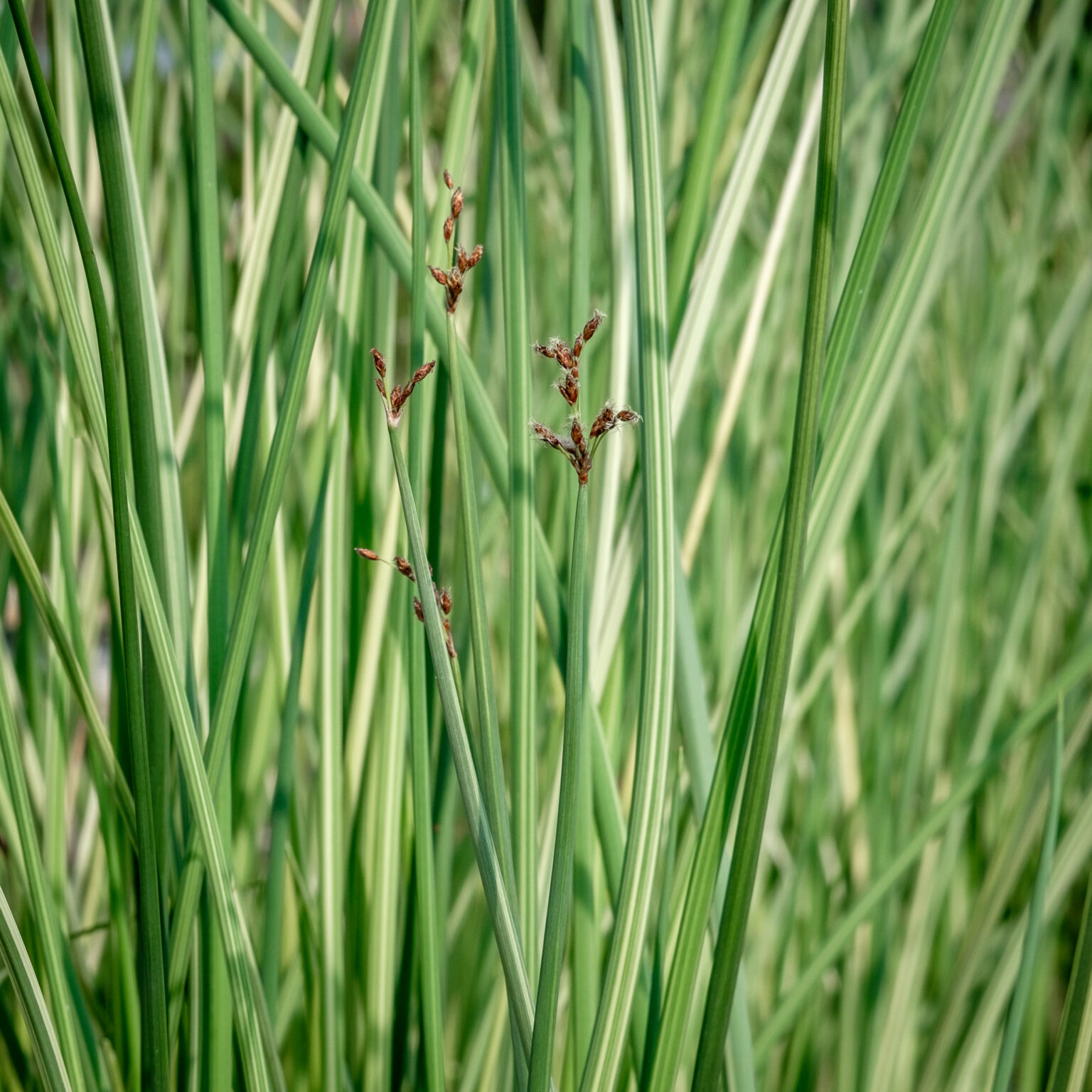 Schoenoplectus lacustris Albescens (Scirpus) - Vijverplanten online