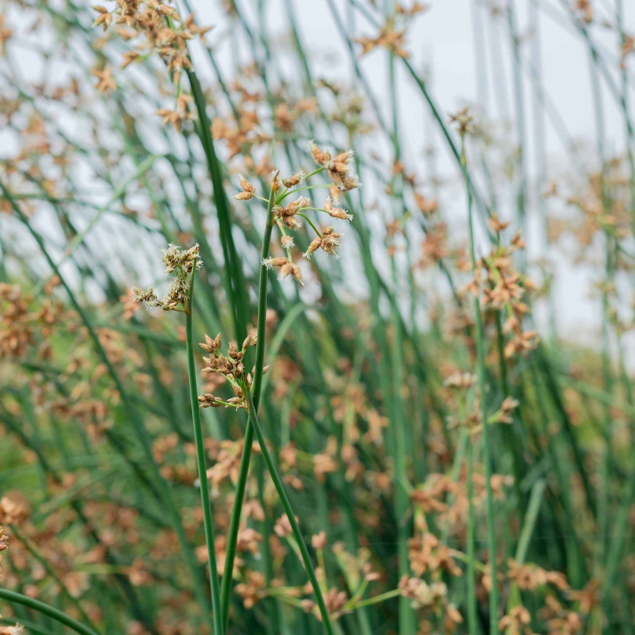 Schoenoplectus lacustris (Scirpus) - Vijverplanten online