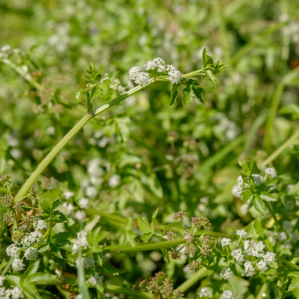 Berula erecta - Vijverplanten online