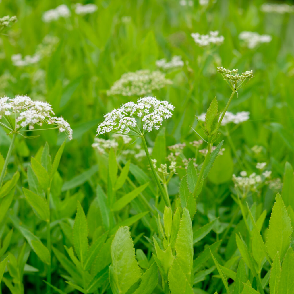 Sium latifolium - Vijverplanten online
