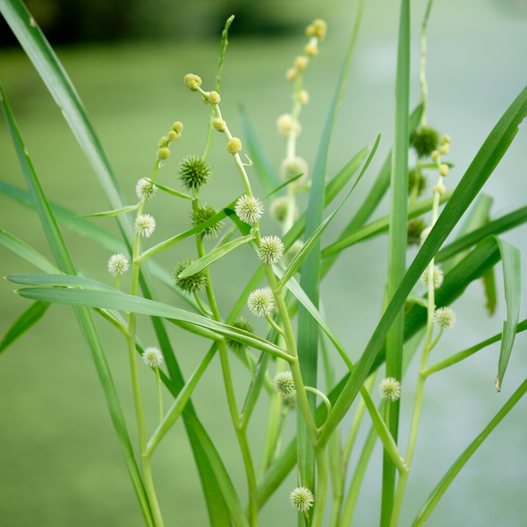 Sparganium emersum - Vijverplanten online