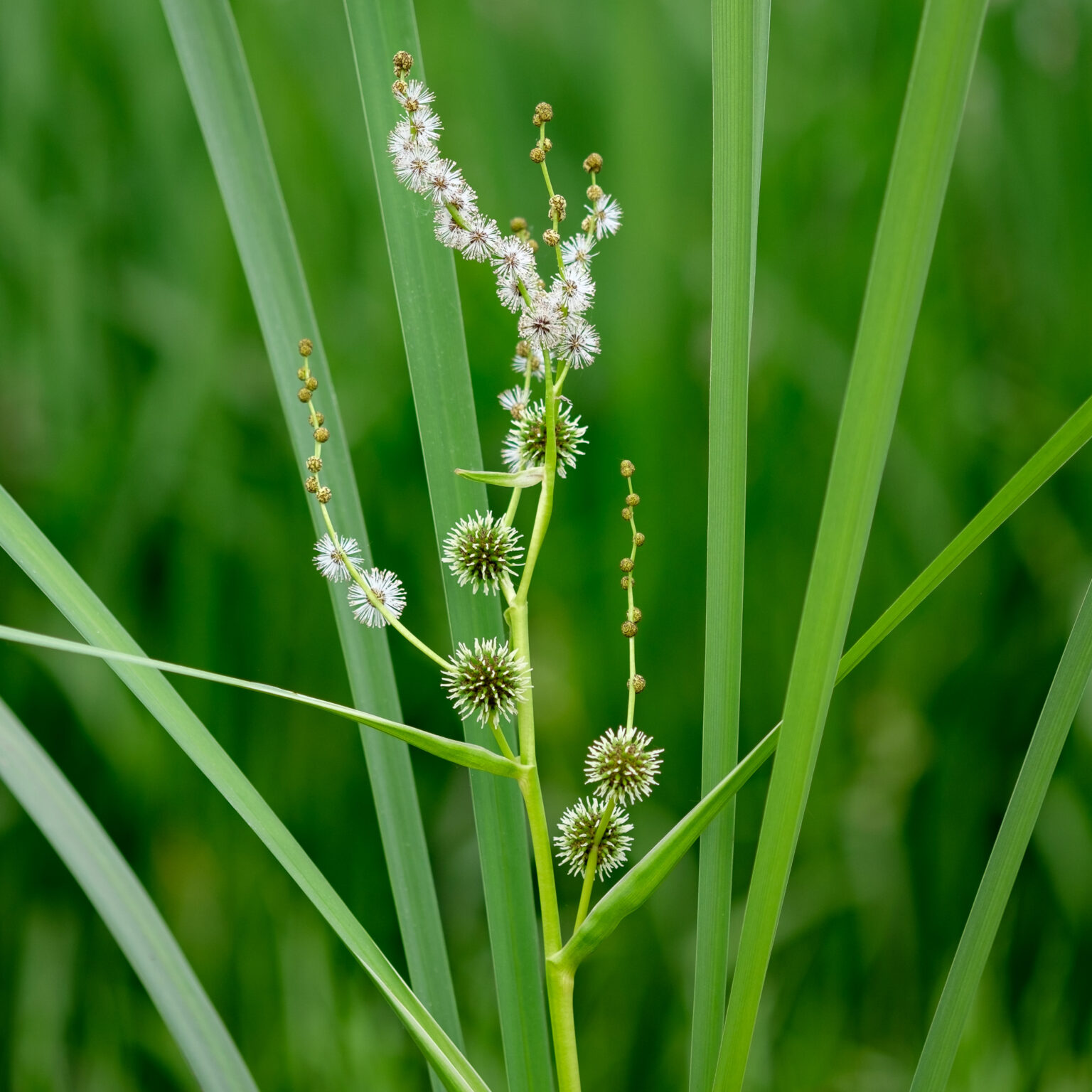 Sparganium erectum - Vijverplanten online