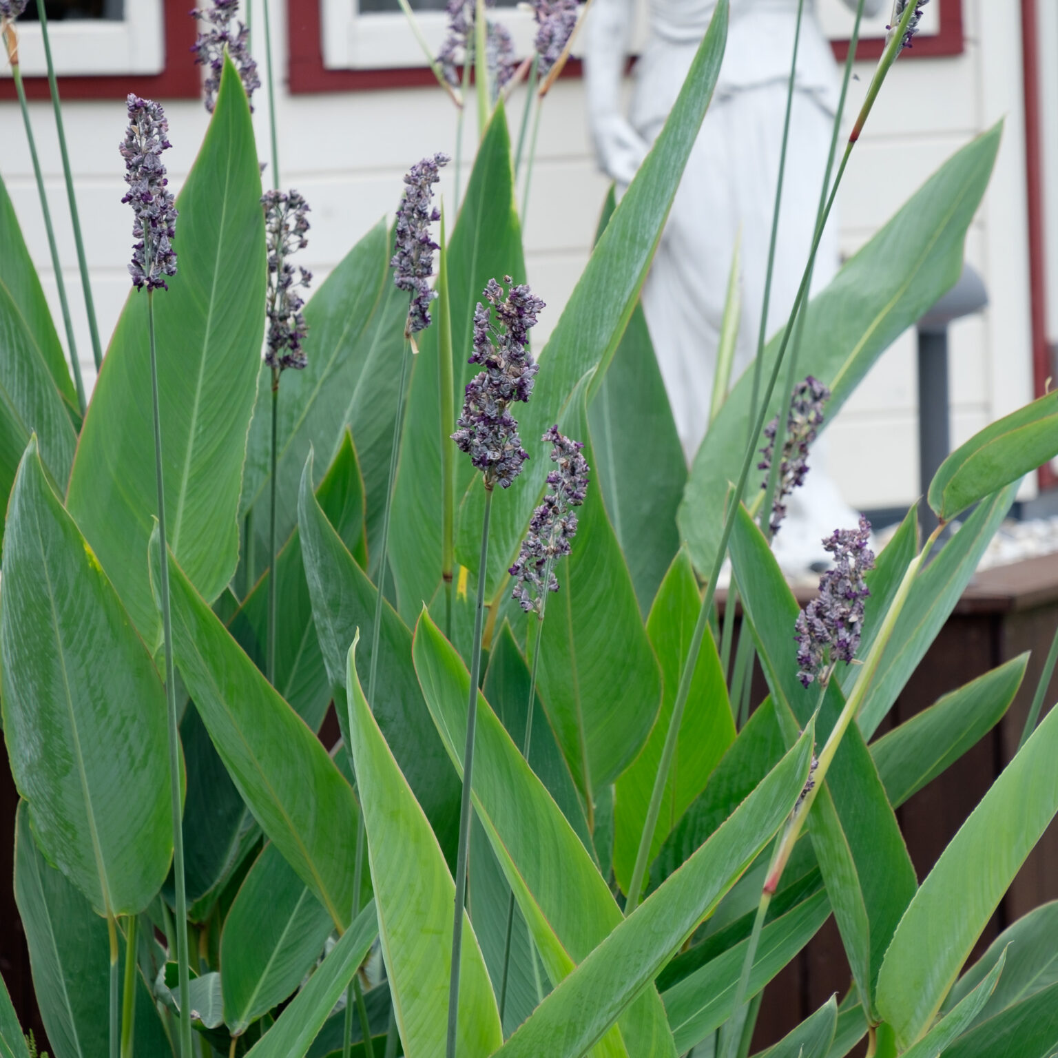 Thalia dealbata - Vijverplanten online