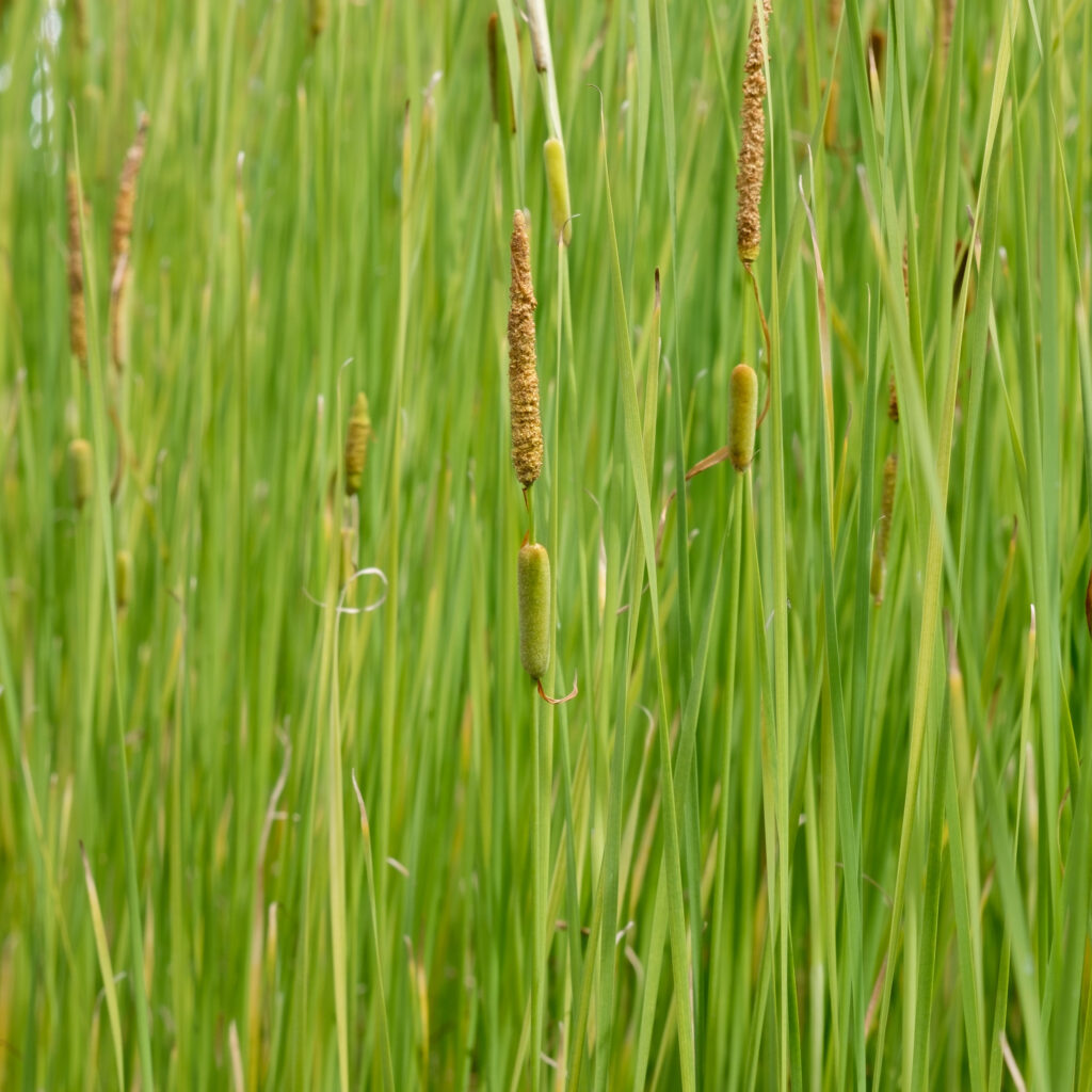 Typha gracilis - Vijverplanten online