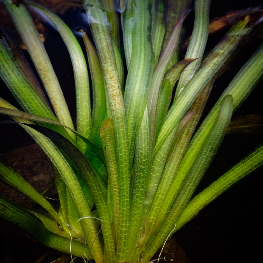 Vallisneria americana 'Gigantea' - Vijverplanten online